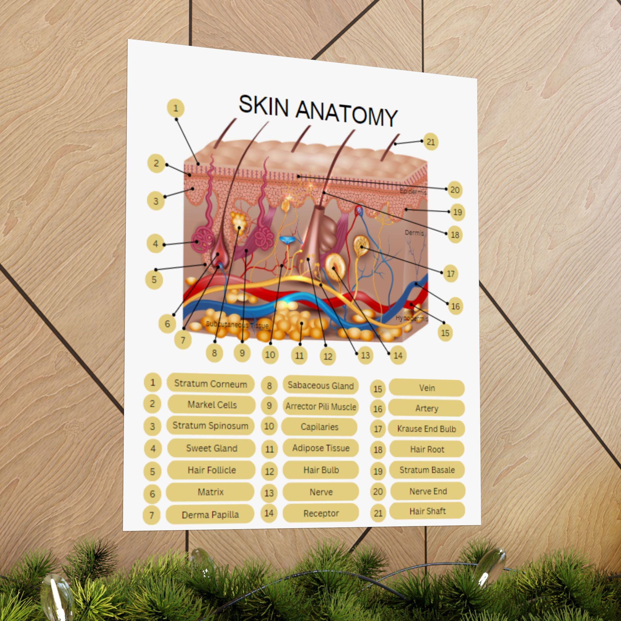 Skin Anatomy Poster, Medspa Nurse Injector Decor, Esthetician ...