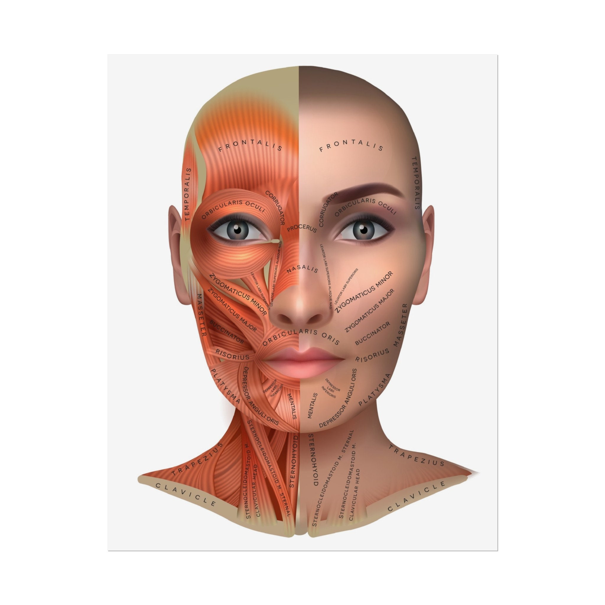 Female Facial Anatomy Muscles Labeled Rolled Poster - Etsy
