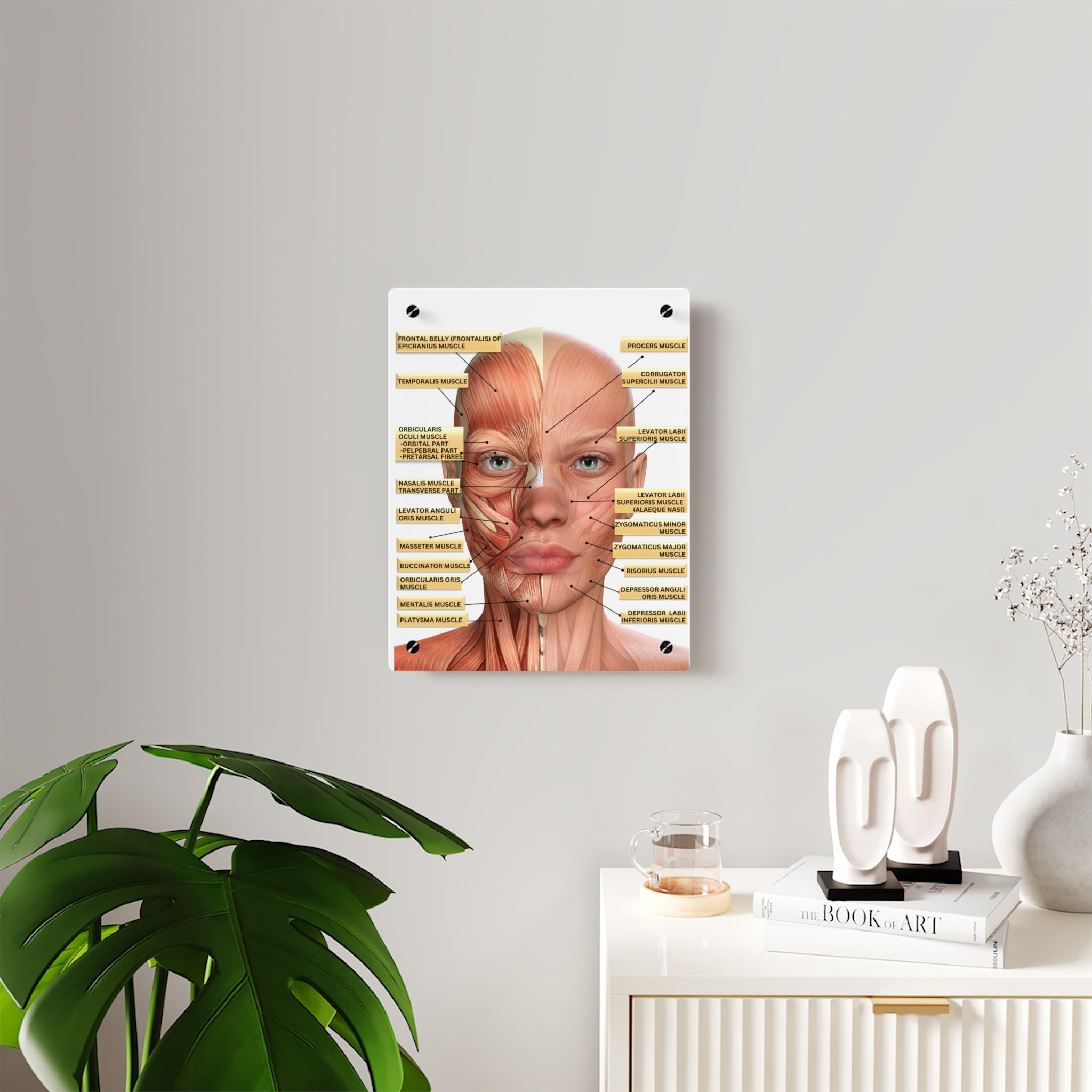 Facial Muscles Labeled, Cosmetic Injector Tool, Facial Anatomy Visual ...