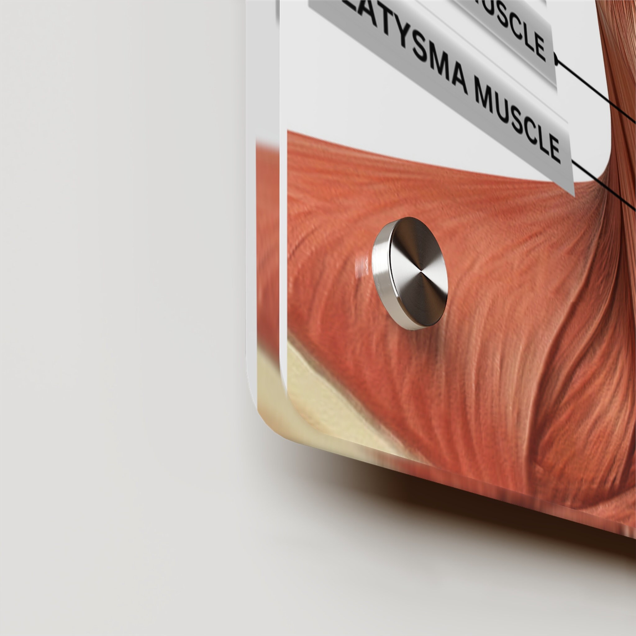 Facial Muscles Labeled, Cosmetic Injector Tool, Facial Anatomy Visual ...