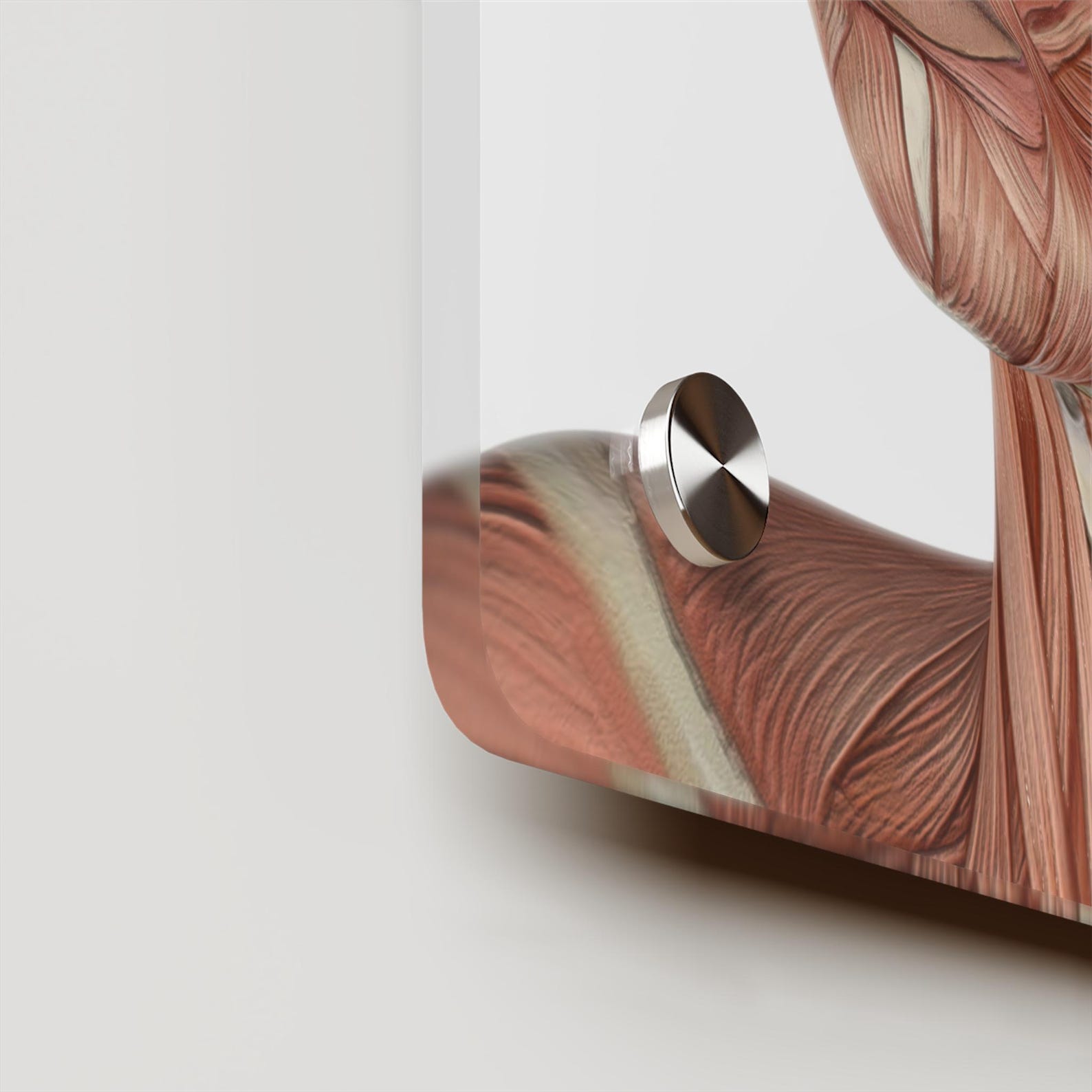 Female Facial Muscles Art, Cosmetic Injector Tool, Facial Anatomy ...