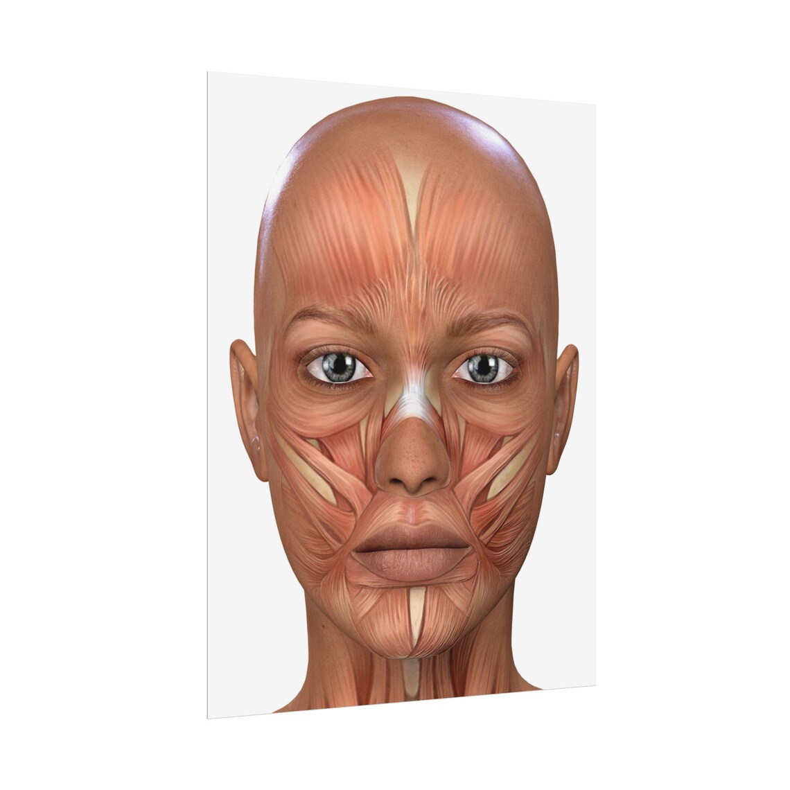 Facial Anatomy Rolled Poster - Etsy