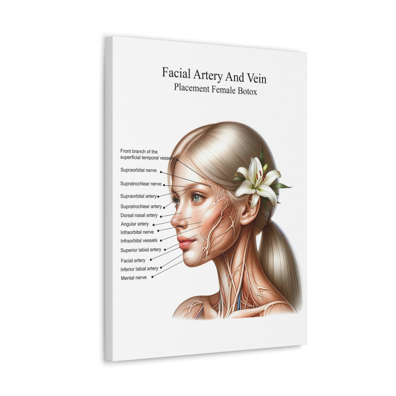 Customized Botox Placement Areas Canvas, Facial Artery and Vein Canva ...