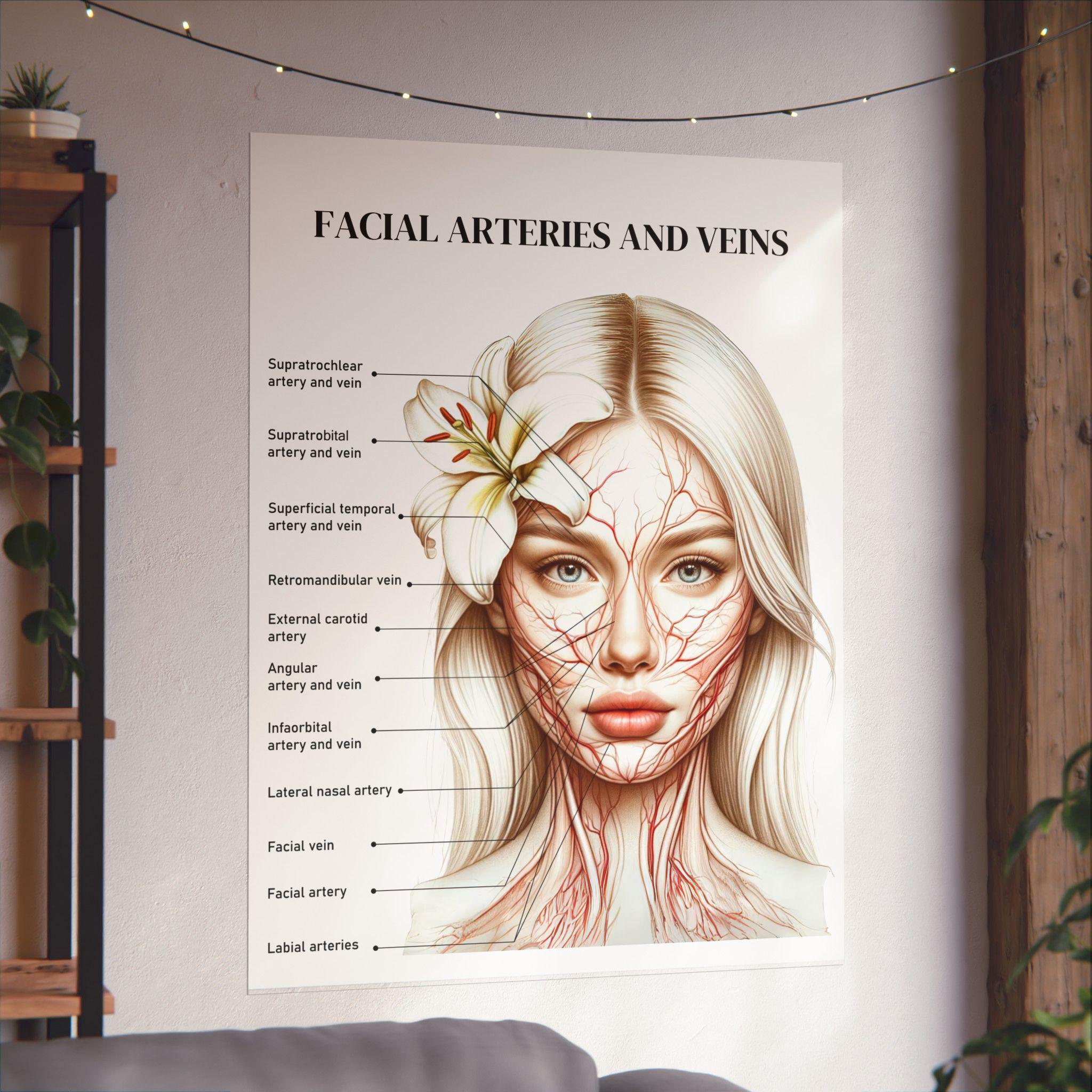 Facial Arteries and Veins Poster, Botox Treatment Poster, Med Spa Decor ...