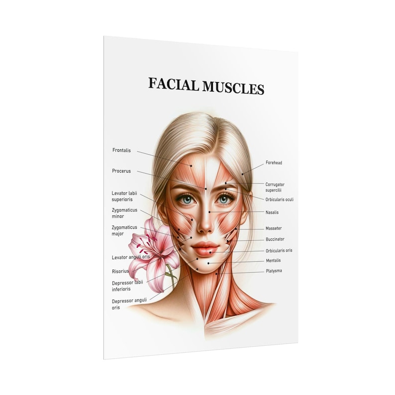 Female Facial Anatomy Muscles Rolled Poster, Medspa Nurse Injector ...