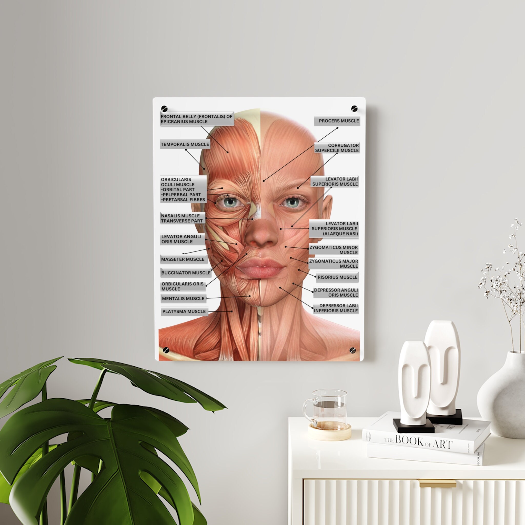 Facial Muscles Labeled, Cosmetic Injector Tool, Facial Anatomy Visual ...