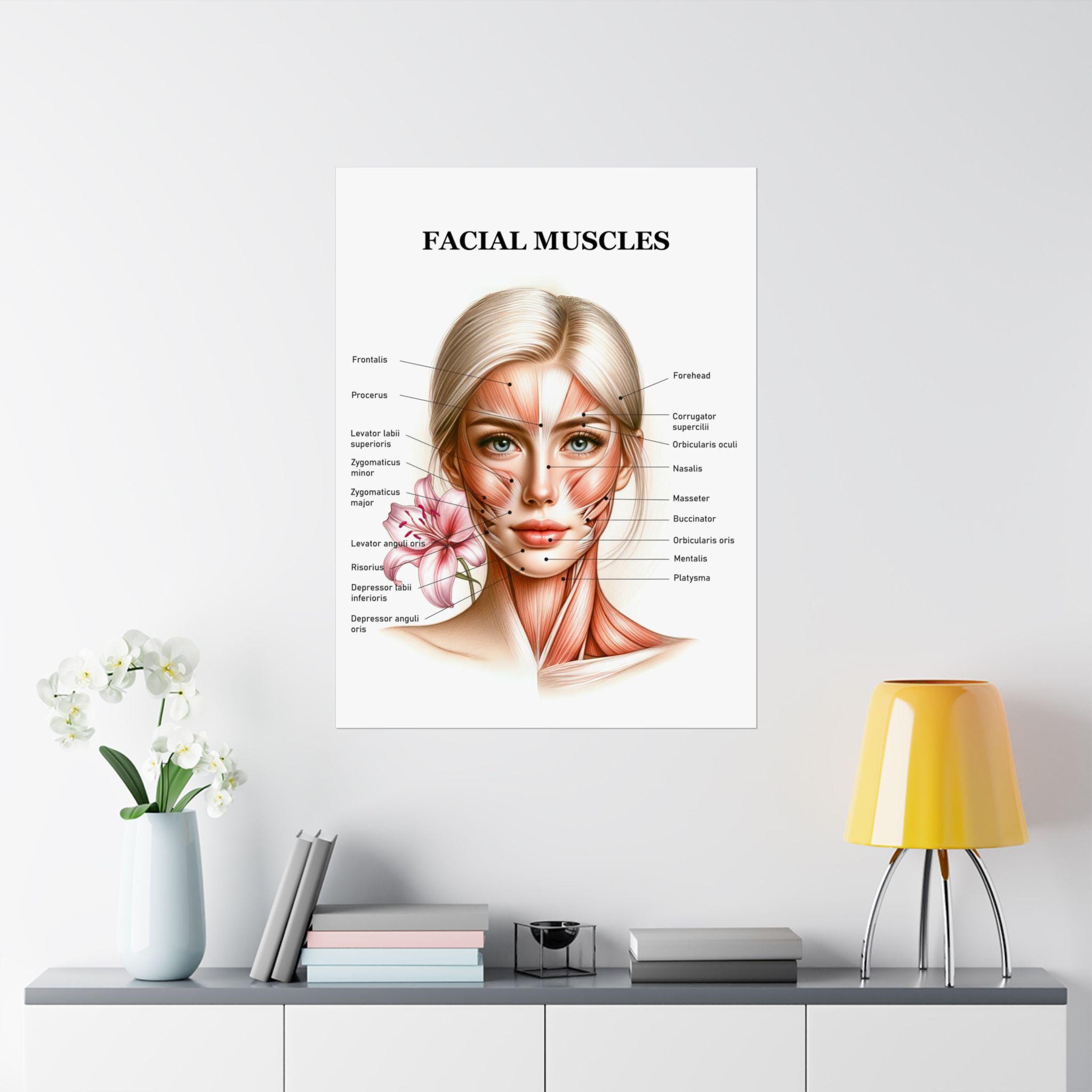 Female Facial Muscle Poster, Botox Treatment Poster, Med Spa Poster - Etsy