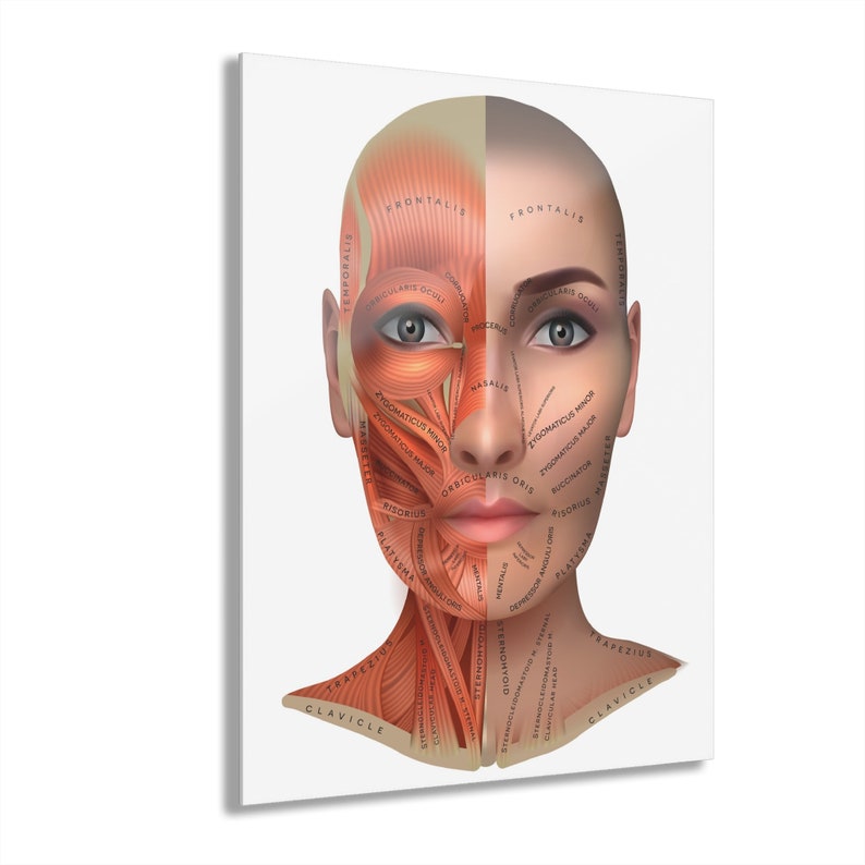 Female Facial Anatomy Visual Aid, Facial Muscles Labeled, Cosmetic ...