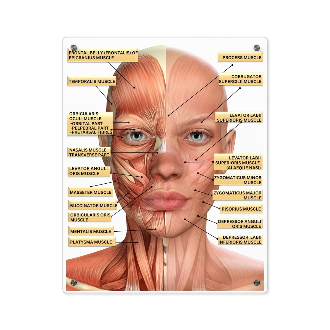 Facial Muscles Labeled, Cosmetic Injector Tool, Facial Anatomy Visual ...