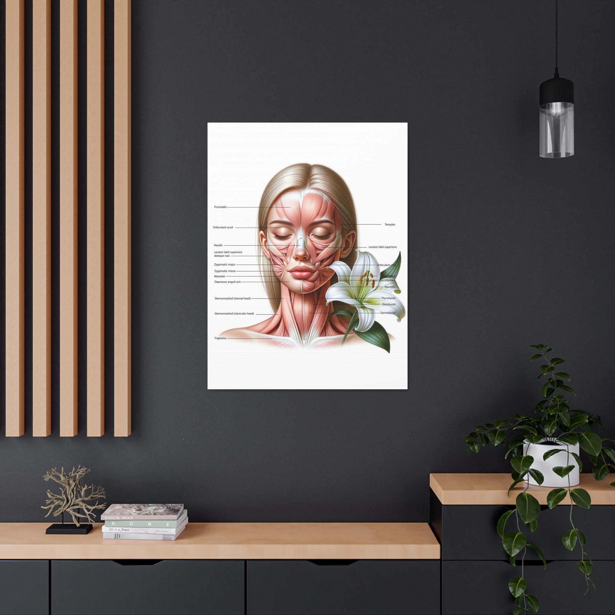 Facial Anatomy Canvas Wrap, Face Anatomy Art Canvas, Medical Spa Art ...