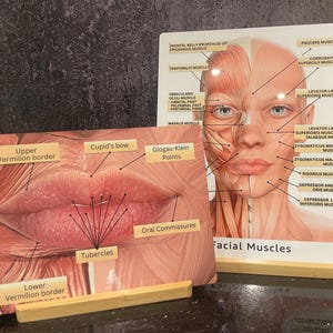 Facial Anatomy Lip Anatomy Medical Spa Board, Medspa Practitioner ...