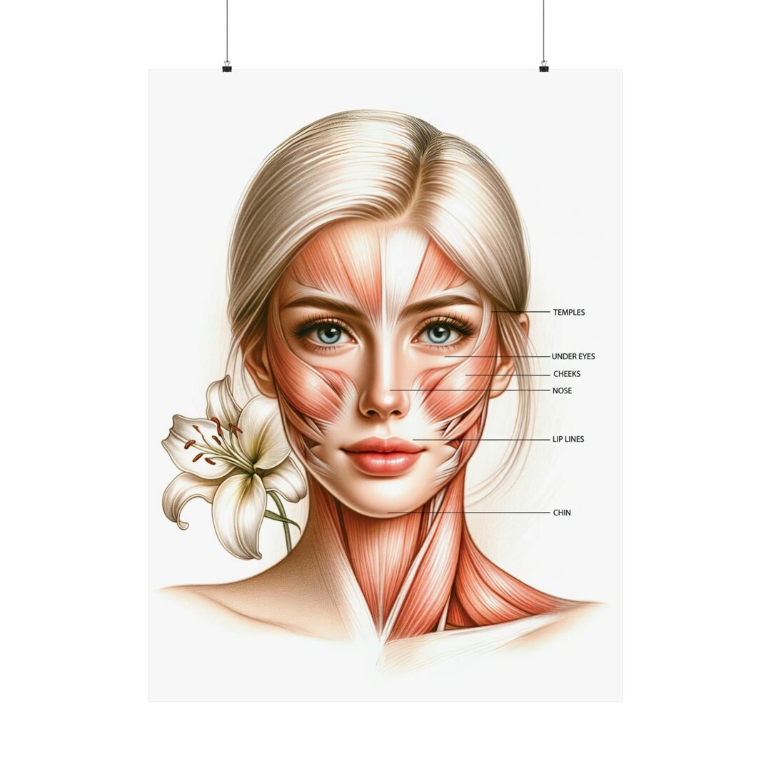 Customized With Logo Facial Anatomy Poster, Facial Muscle Poster, Anti ...