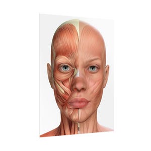Facial Anatomy Muscles Rolled Poster - Etsy UK