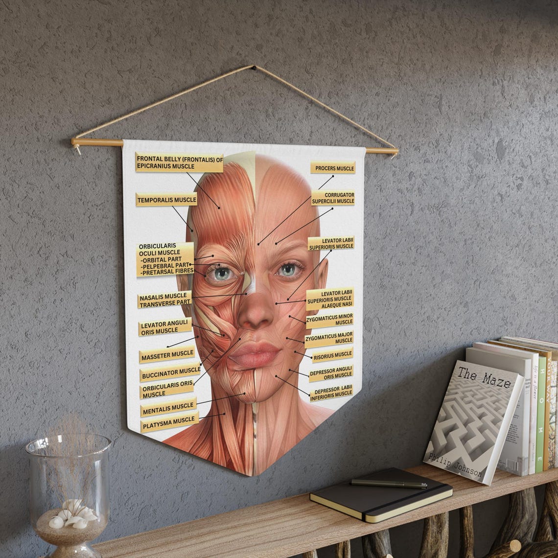 Facial Anatomy Labeled Diagram Display Medspa Medical Spa Esthetics ...