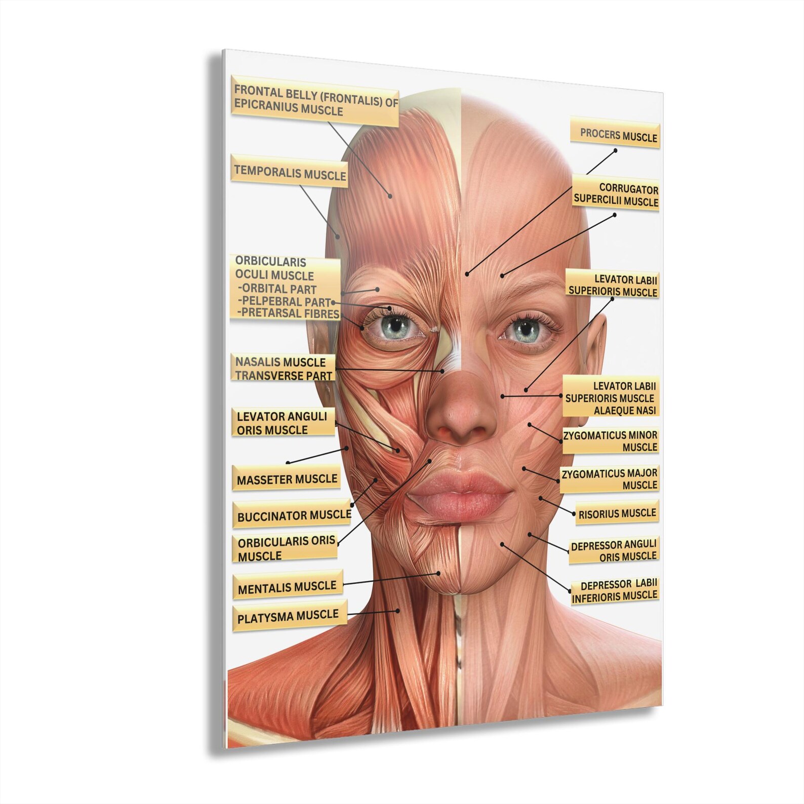 Facial Anatomy Visual Aid, Facial Muscles Labeled, Cosmetic Injector ...