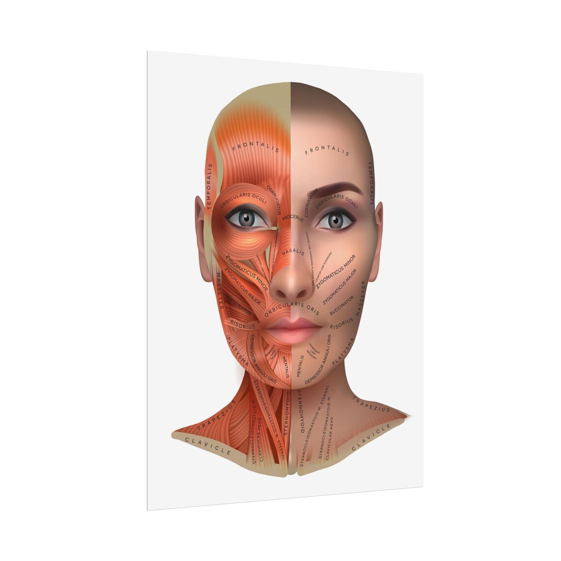 Female Facial Anatomy Muscles Labeled Rolled Poster - Etsy Canada