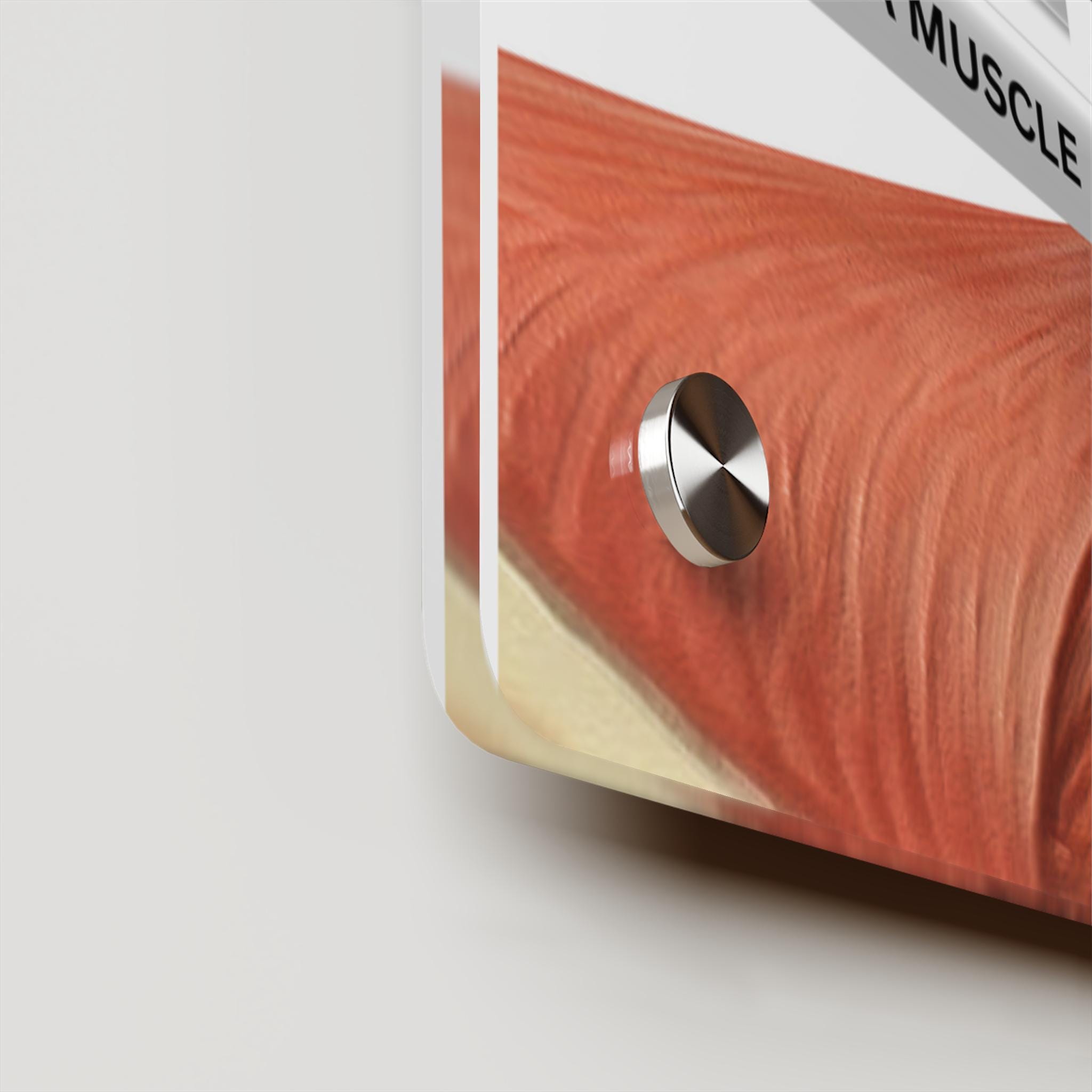 Facial Muscles Labeled, Cosmetic Injector Tool, Facial Anatomy Visual ...