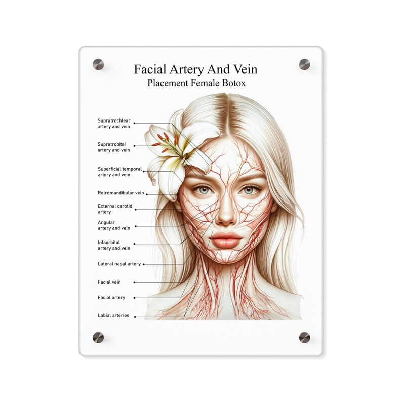 Facial Artery and Vein Labeled, Cosmetic Injector Tool, Facial Anatomy ...