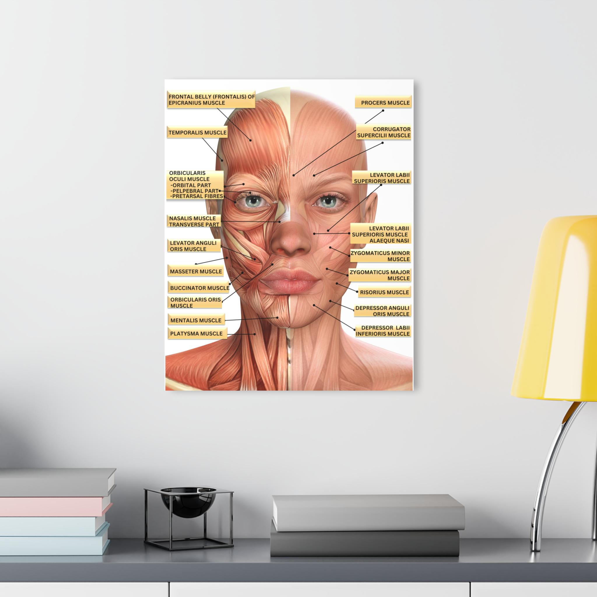 Facial Anatomy Visual Aid, Facial Muscles Labeled, Cosmetic Injector ...