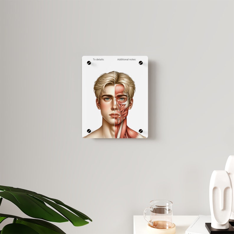 Male Facial Anatomy Acrylic Dry Erase Board for Note Taking/charting ...
