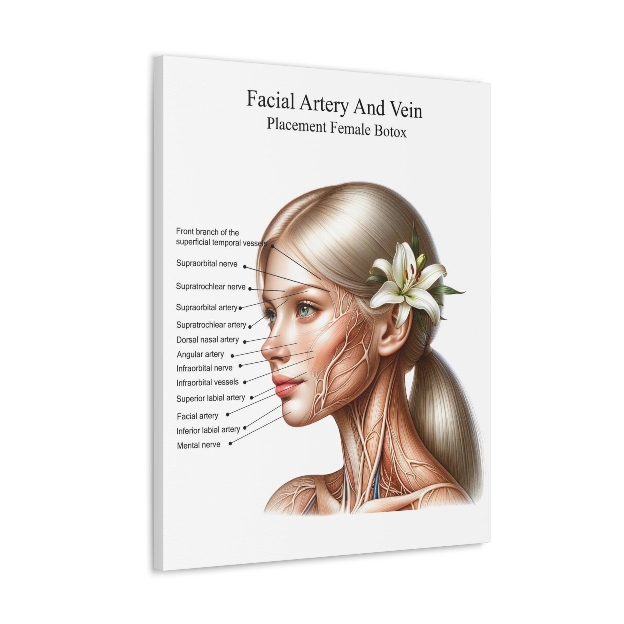 Customized Botox Placement Areas Canvas, Facial Artery and Vein Canva ...