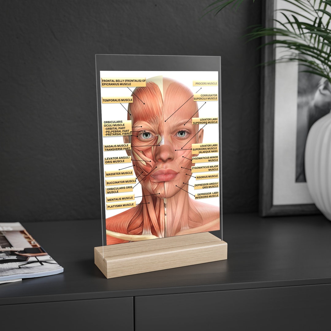 Facial Muscles Labeled, Cosmetic Injector Tool, Facial Anatomy Visual ...