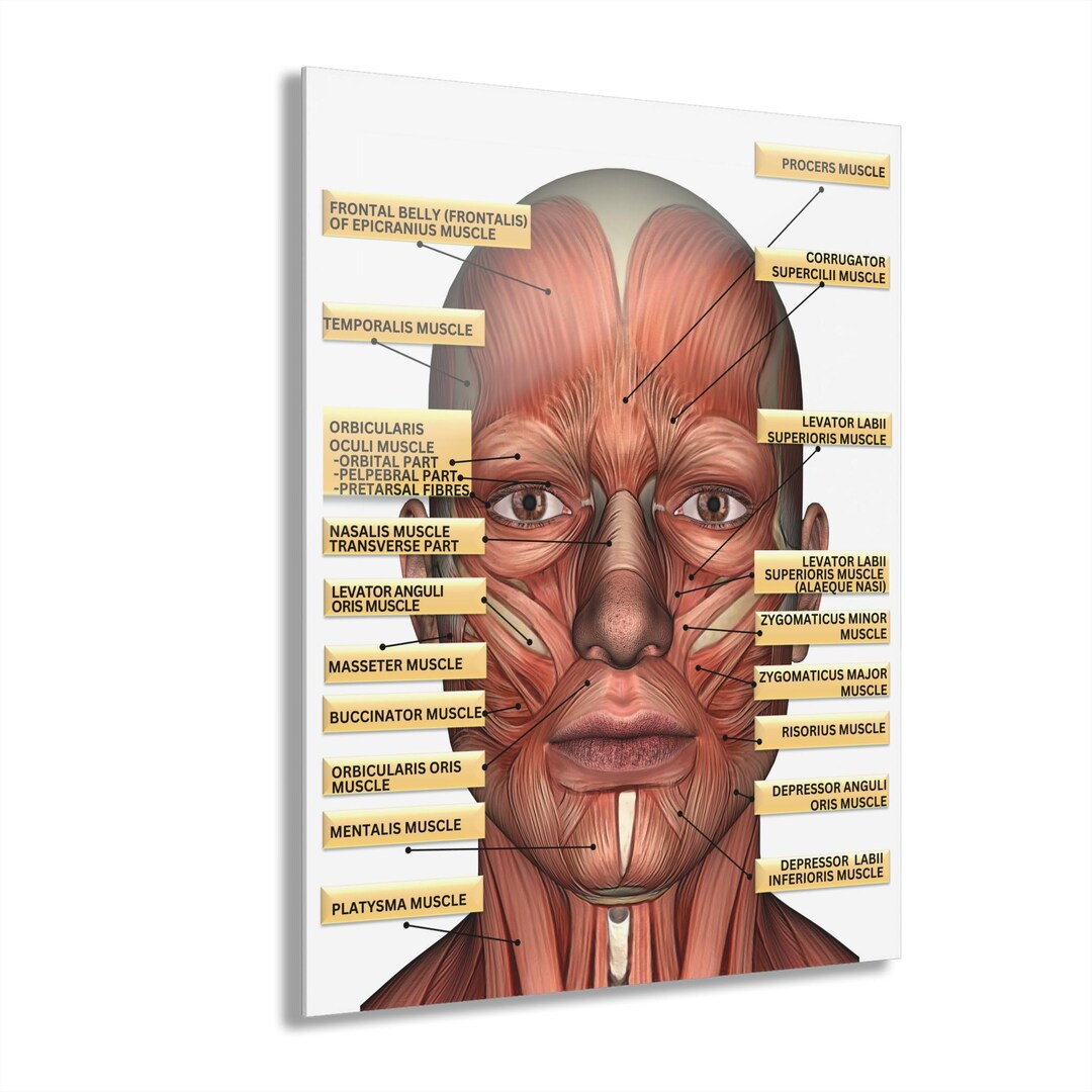 Male Facial Anatomy Visual Aid, Facial Muscles Labeled, Cosmetic ...