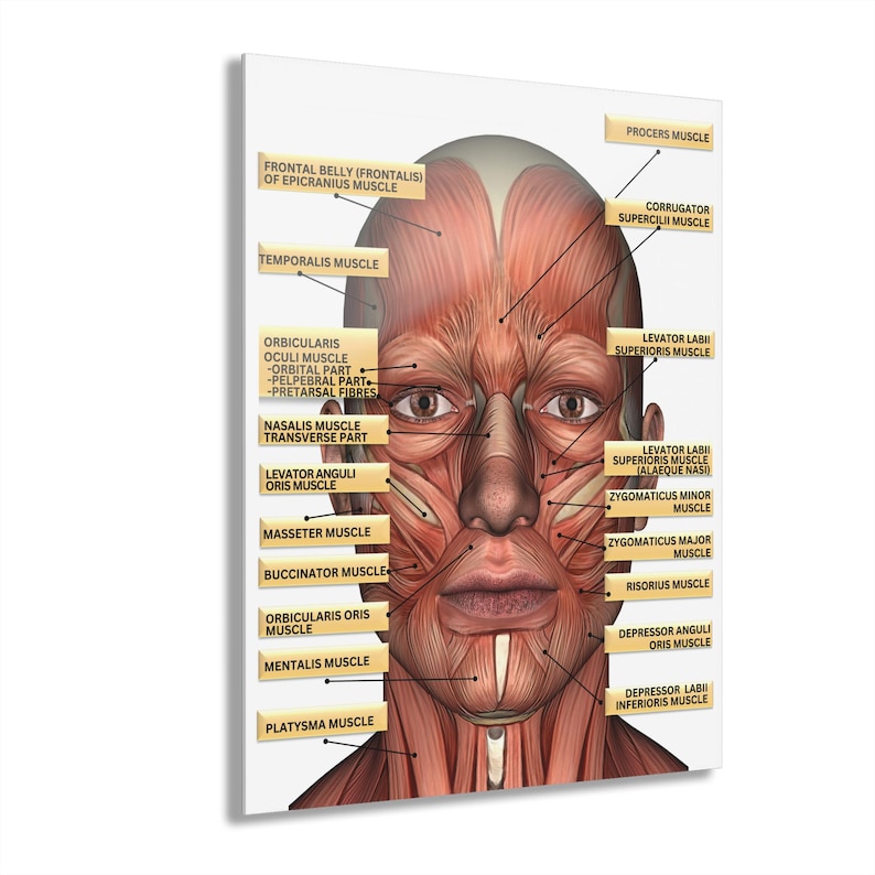 Male Facial Anatomy Visual Aid, Facial Muscles Labeled, Cosmetic ...