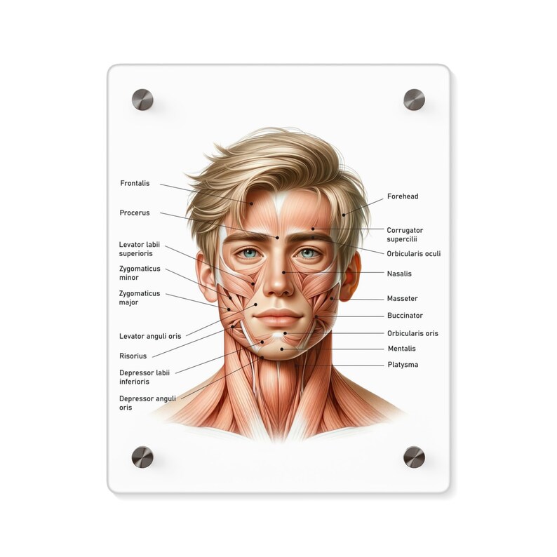 Customized Man Facial Muscles Labeled, Cosmetic Injector Tool, Facial ...