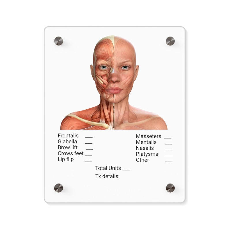 Customized Facial Anatomy Acrylic Dry Erase Board for Note Taking ...