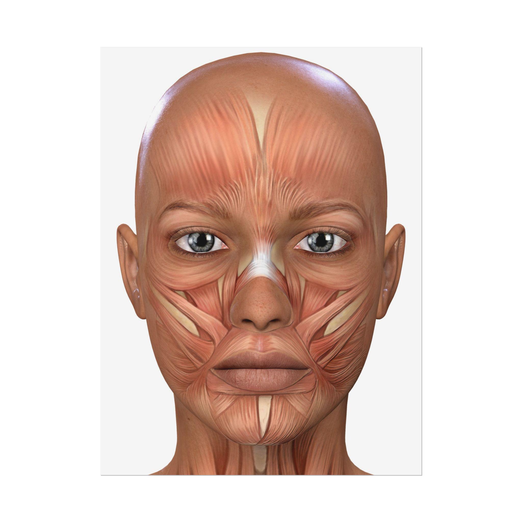 Facial Anatomy - Rolled Poster - Etsy