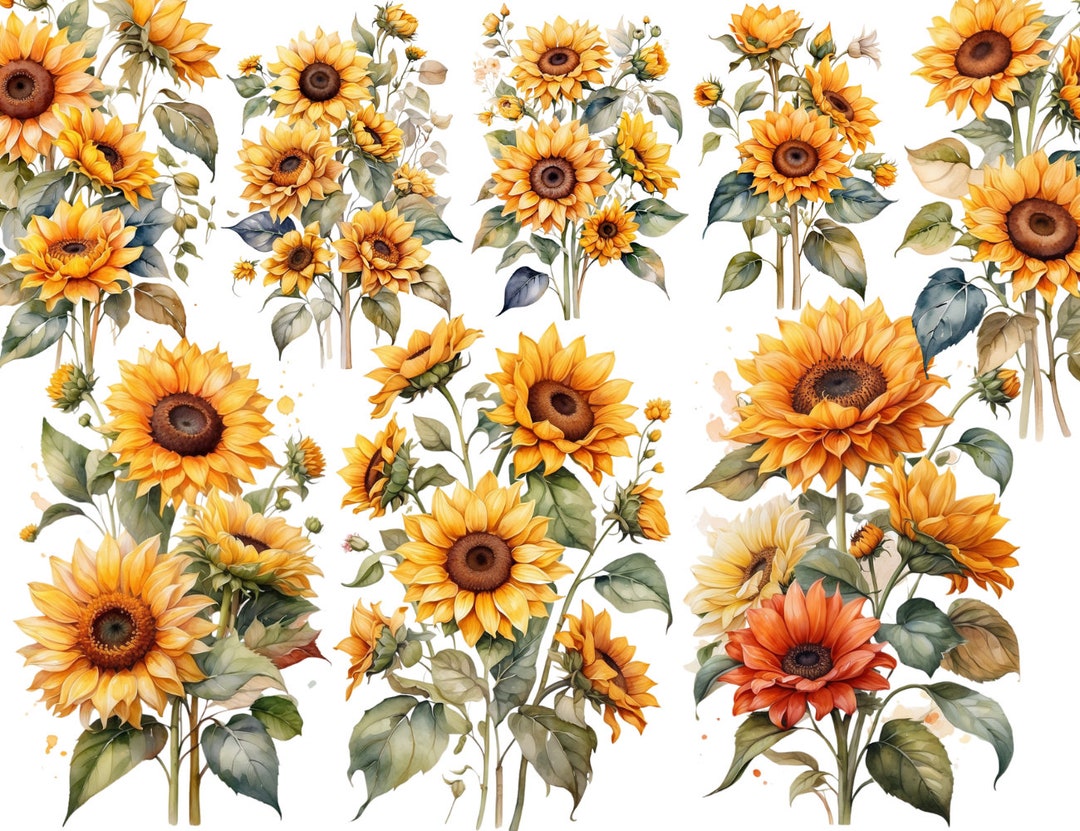 Sunflower Watercolor Clip Art 44 PNG Digital Download Commercial Use - Etsy