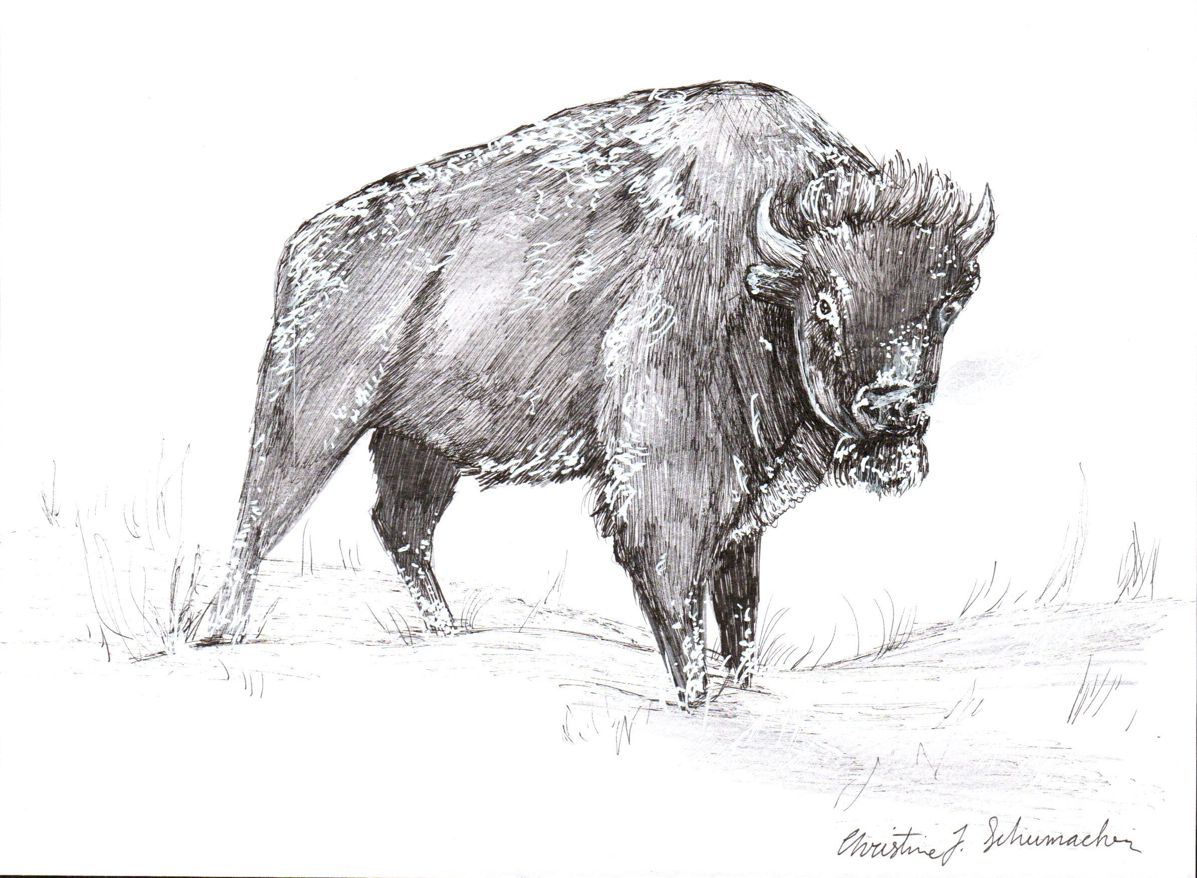 Skech Bison