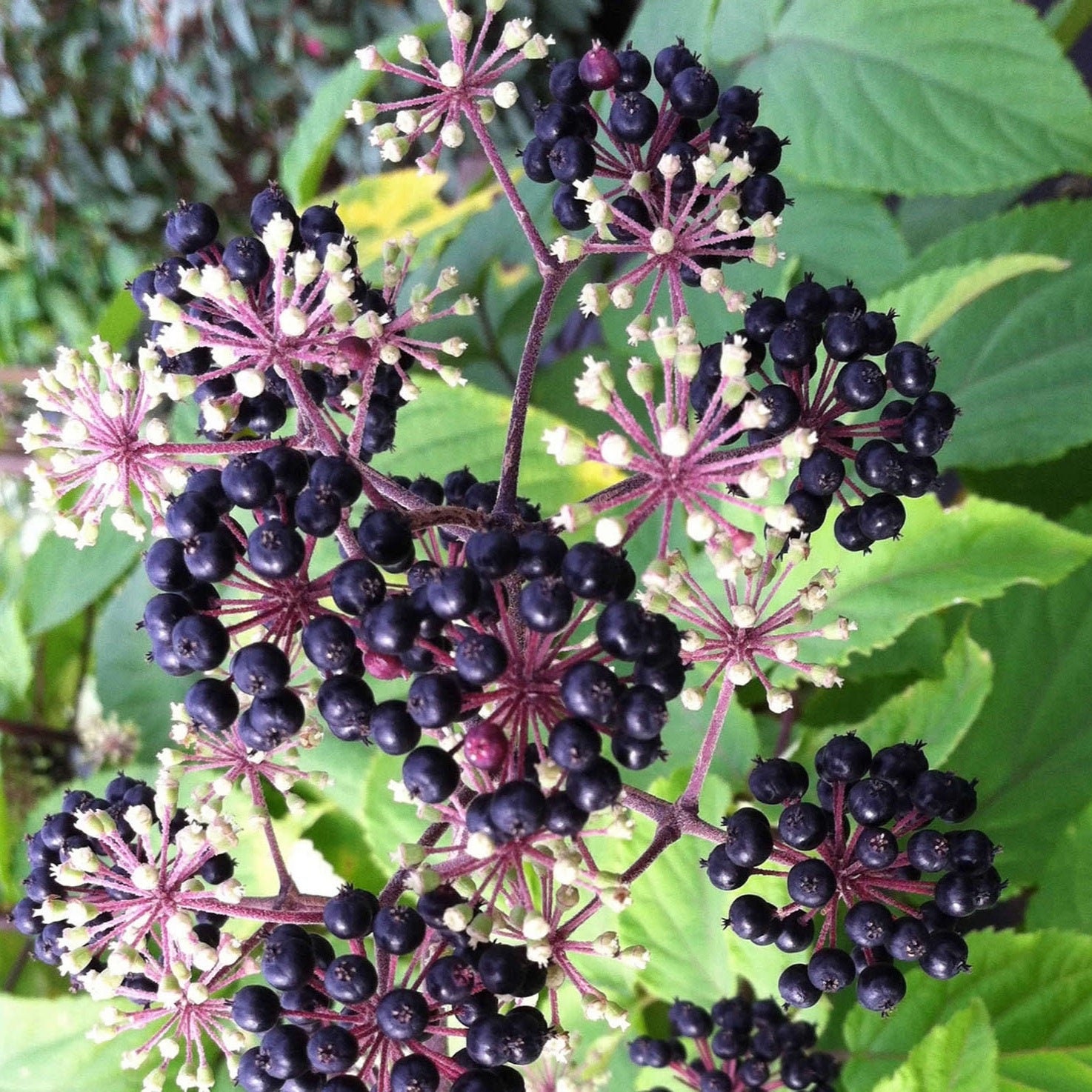 100% Pure Spikenard Pure Essential Oil, Himalayan Pure Oil - Etsy