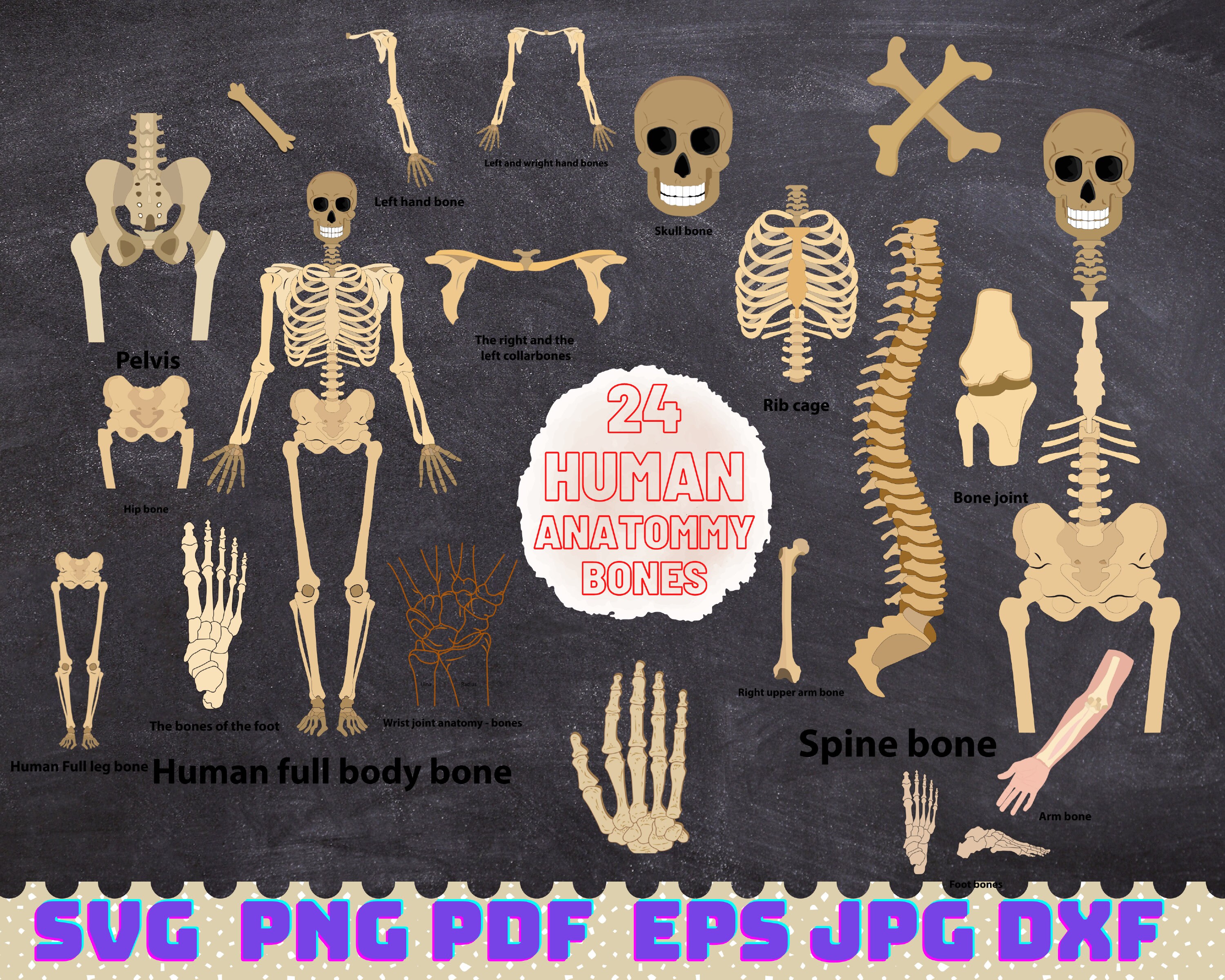 Human Leg Bone Clipart Images