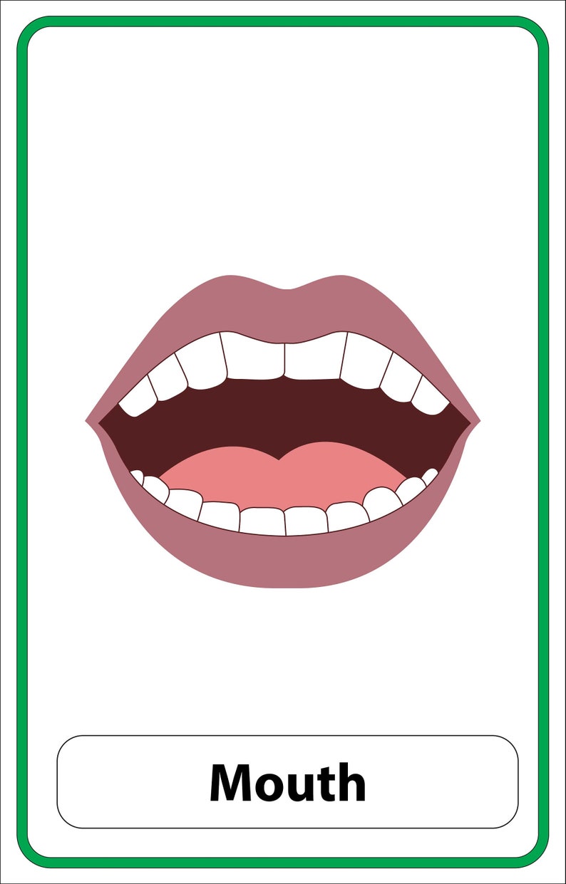 Human Body Parts. Flash Cards Svg.36 Human Body Parts Flash - Etsy