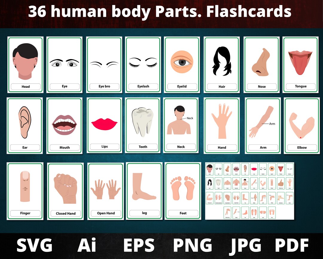 Human Body Parts. Flash Cards Svg.36 Human Body Parts Flash - Etsy