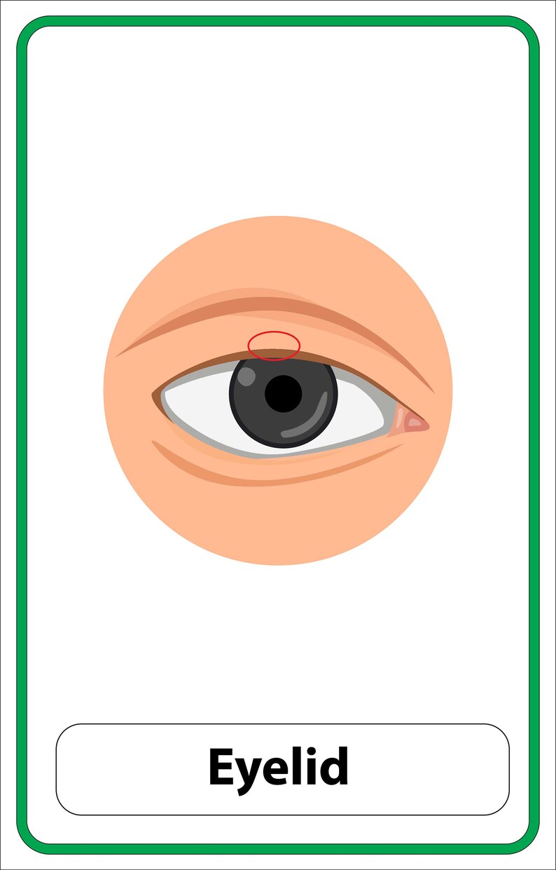 Human Body Parts. Flash Cards Svg.36 Human Body Parts Flash - Etsy