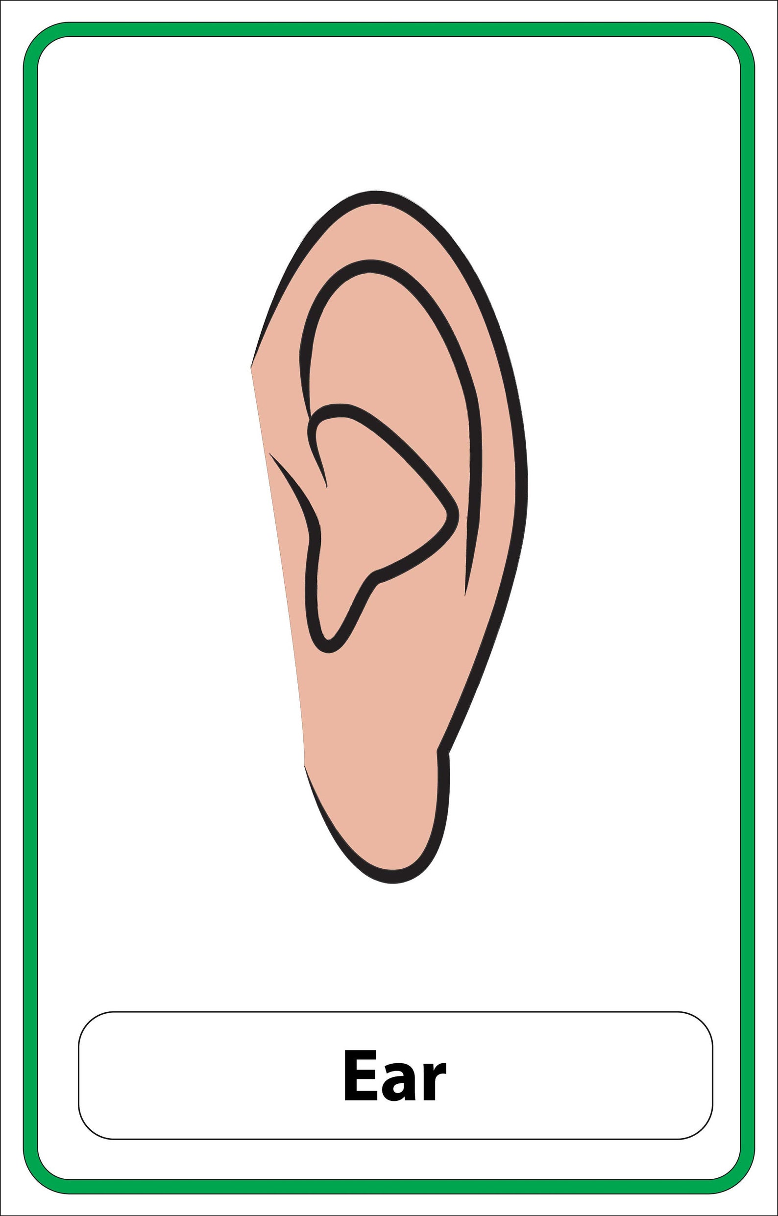 Human Body Parts. Flash Cards Svg.36 Human Body Parts Flash - Etsy