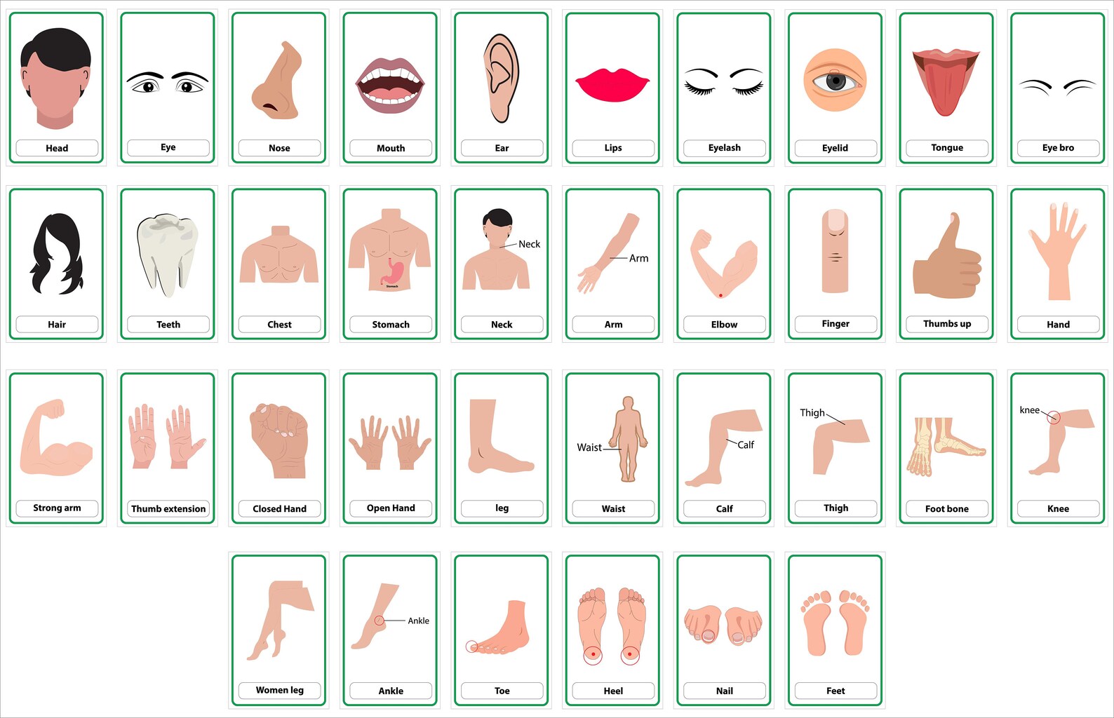 Human Body Parts. Flash Cards Svg.36 Human Body Parts Flash - Etsy