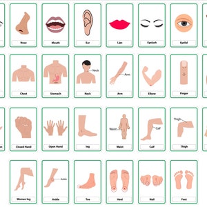 Human Body Parts. Flash Cards Svg.36 Human Body Parts Flash - Etsy