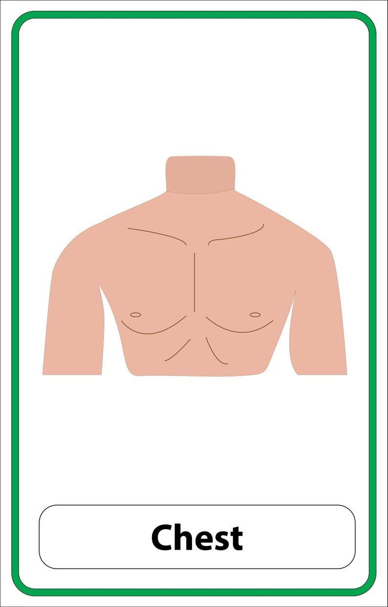 Human Body Parts. Flash Cards Svg.36 Human Body Parts Flash - Etsy