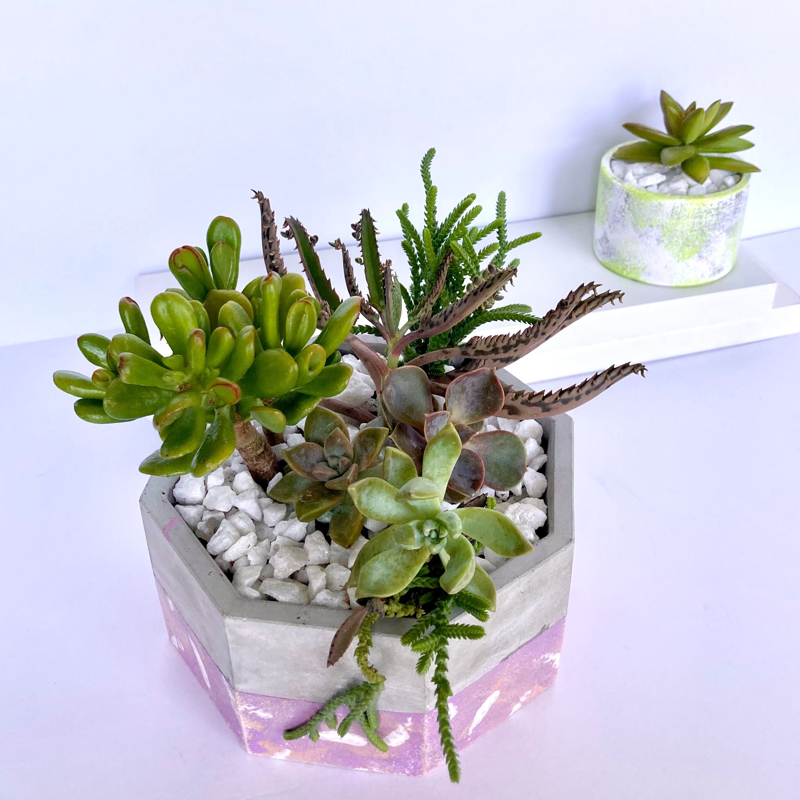 Personalized Concrete Octagon Planter | 3 Patterns - Etsy