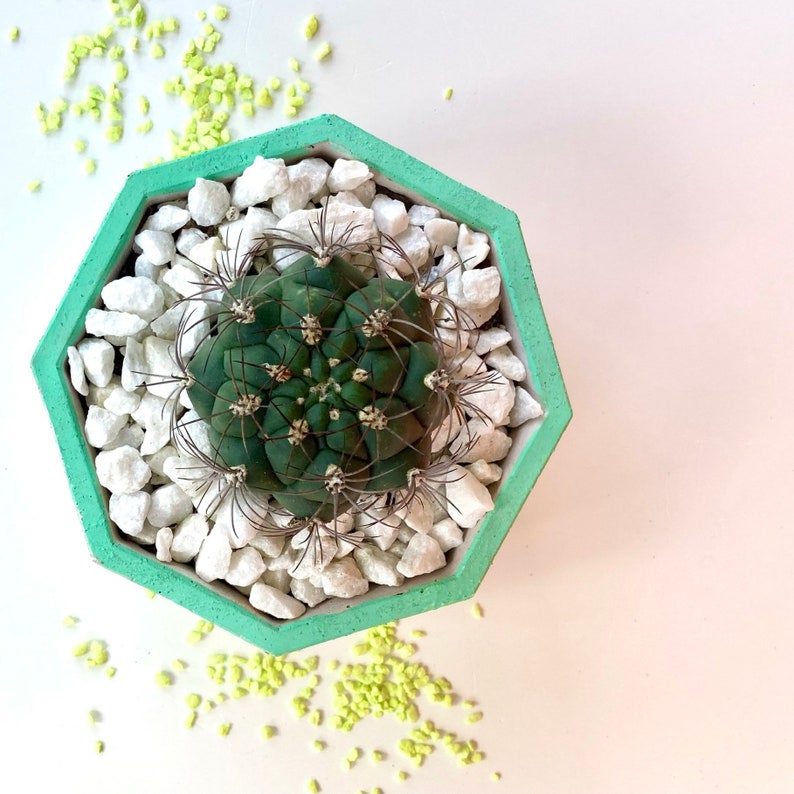 Personalized Concrete Octagon Planter | 3 Patterns - Etsy