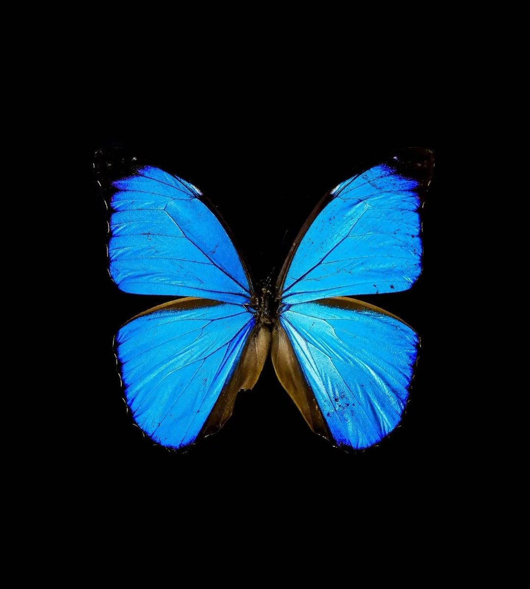 Blue Morpho Metallic Photography Prints - Etsy
