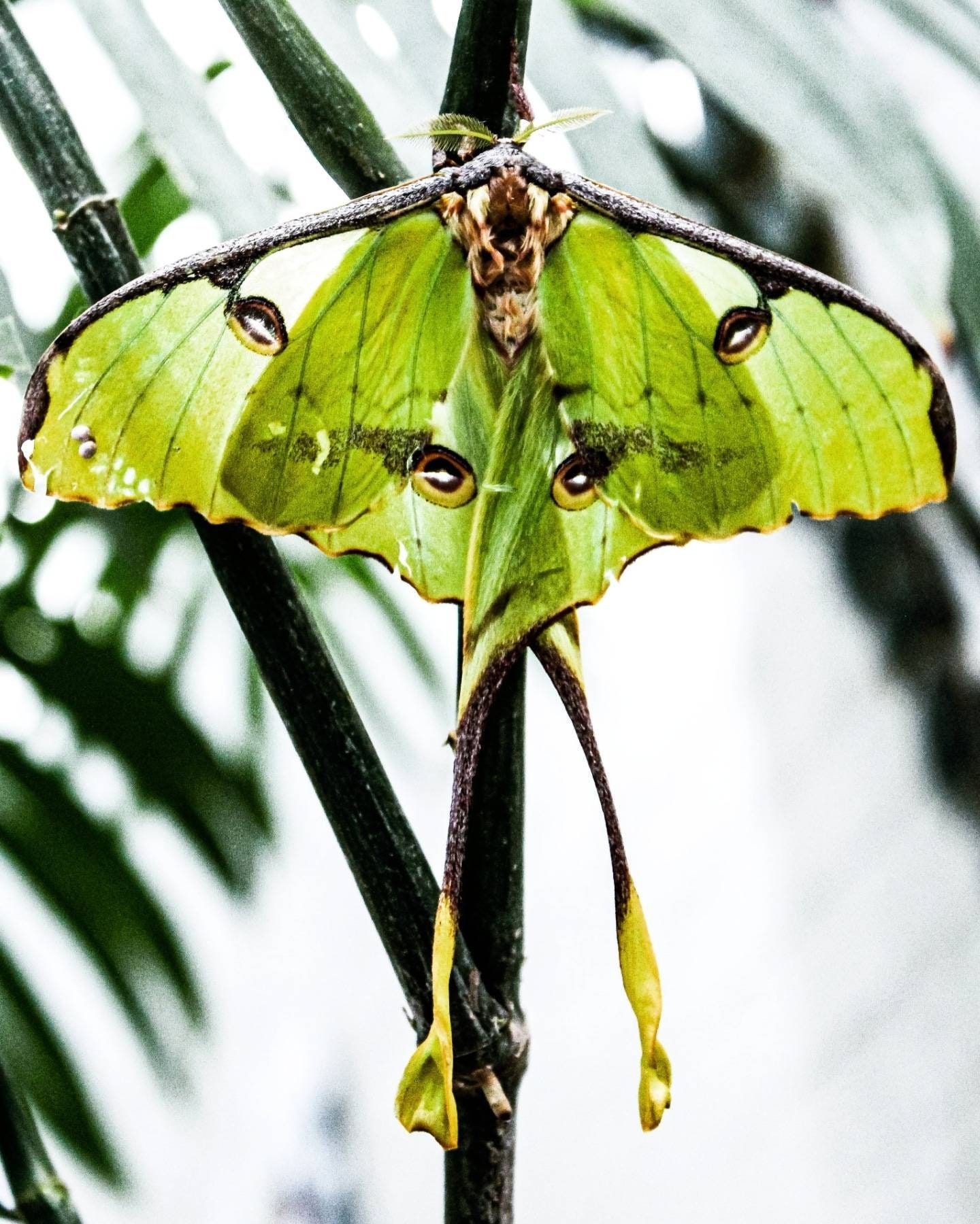Luna Moth Metallic Photography Prints - Etsy