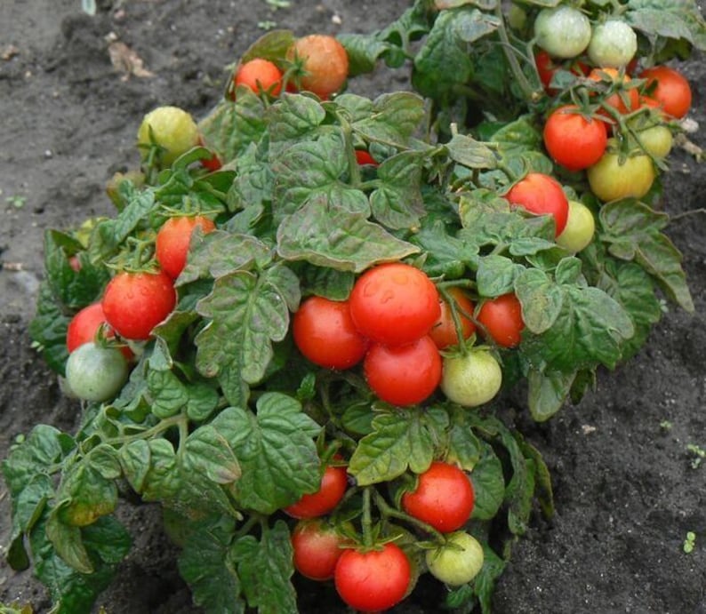 Vilma Micro Dwarf Tomato Seeds Florida Heat Friendly - Etsy