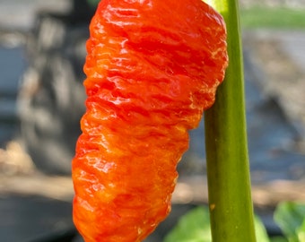 Sepia Serpent douglah X Reaper Pepper Premium Seed Packet - Etsy