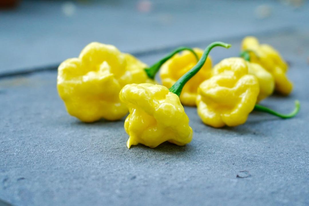 Khangstarr Lemon Starburst KSLS Pepper Seeds - Etsy