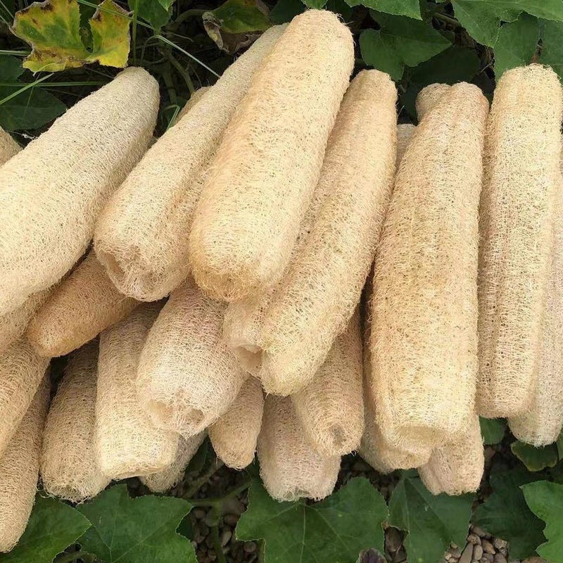 Luffa Sponge - Etsy